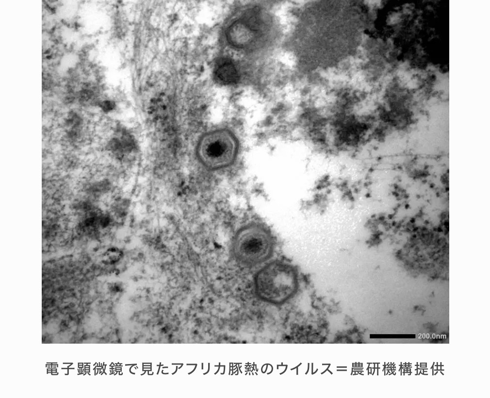 豚の【致死率ほぼ100％のアフリカ豚熱】 《韓国で急拡大》水際は厳戒 - jnnavi