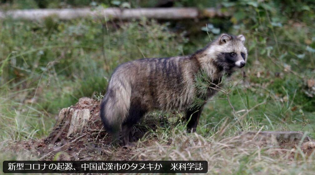 【速報】新型コロナウイルスの起源、中国武漢市のタヌキか 米誌 - jnnavi