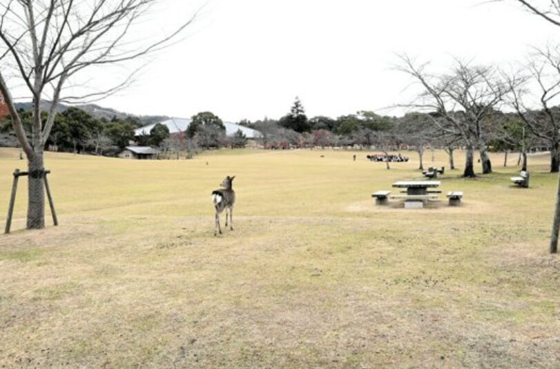 【奈良公園でK―POP無料ライブ】反対する議員らが予算修正案提案へ - jnnavi