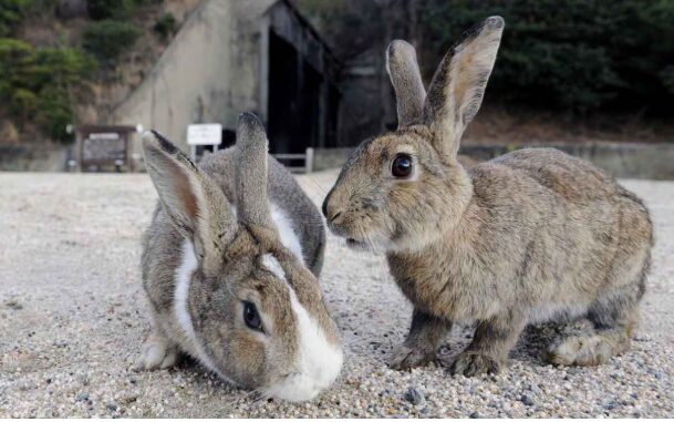 ウサギ蹴った疑いで男逮捕 77匹相次ぎ死ぬ、広島 - jnnavi
