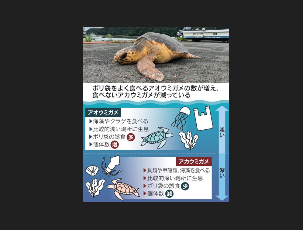 ウミガメはポリ袋で死なず プラスチックのごみをよく食べるウミガメの方が、かえって生息数を増やしたことが分かった。 - jnnavi