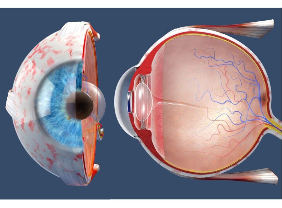 【朗報】遺伝子治療で「視力」を100倍改善させることに成功 | jnnavi